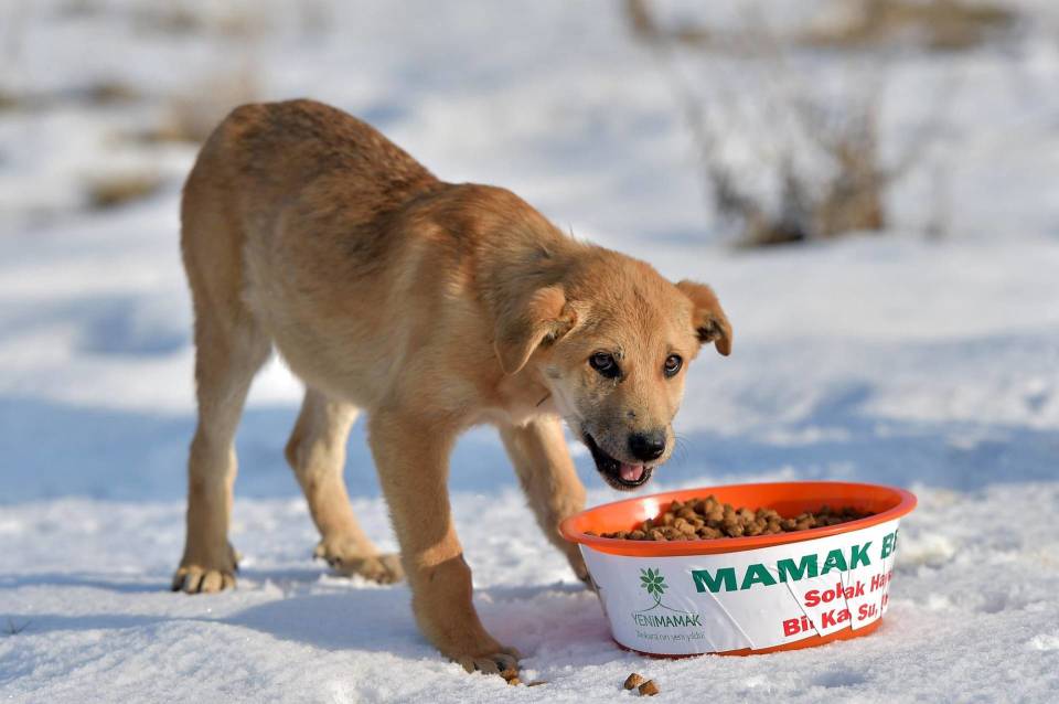 What can we do for street animals during winter? - QBLOG